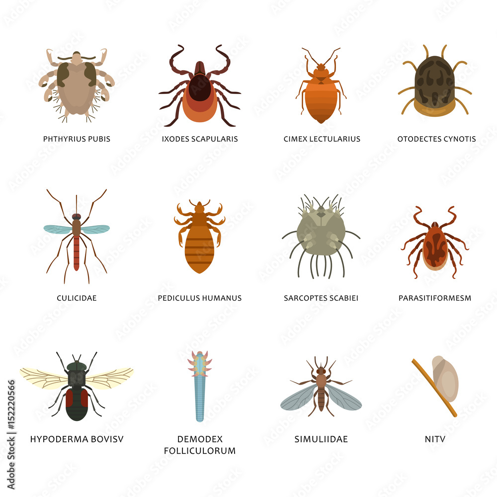 เวกเตอร์ Stock Human skin parasites and housing pests insects isolated ...