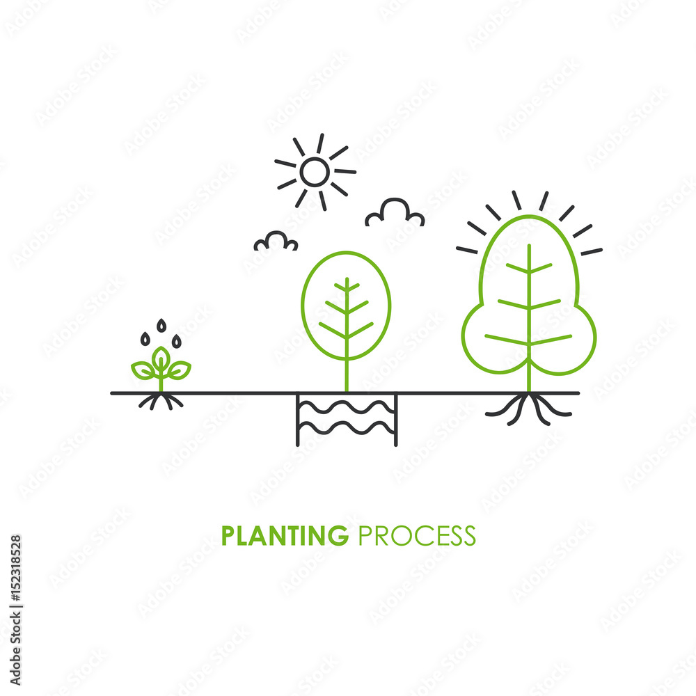 Planting process infographic. Growth stages. Stock Illustration | Adobe ...