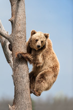 Bear Climbing A Tree Free Stock Photo - Public Domain Pictures