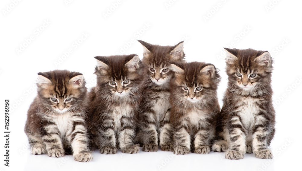 large group of small maine coon cats sitting in front view. isolated on ...
