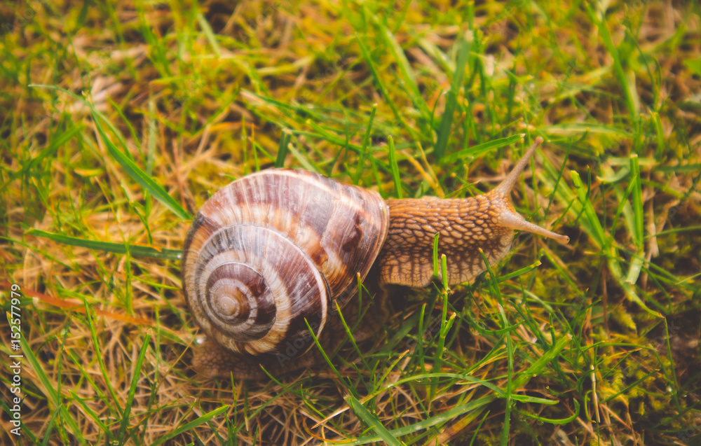 Photo depicts a wild lovely big beautiful snail with spiral shell ...