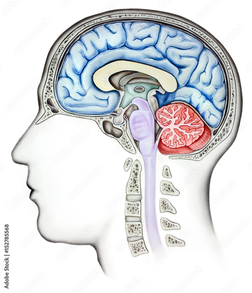 Anatomy of a human brain, cutaway side view. Stock Illustration | Adobe ...