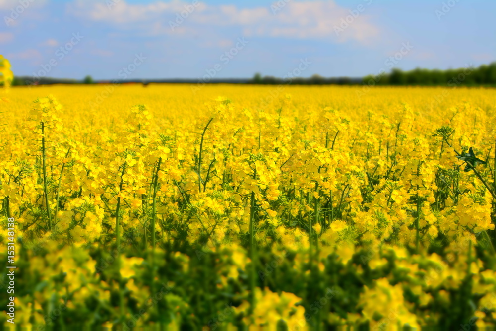 Fototapeta Pole rzepaku