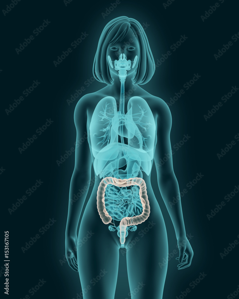 anatomy of woman colon with digestive organs 3d illustration Stock ...