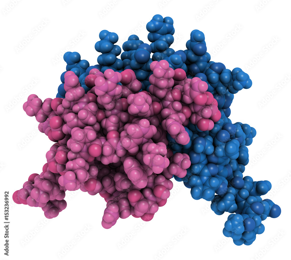 Interleukin 8 (IL-8) cytokine protein. IL8 can be secreted by ...