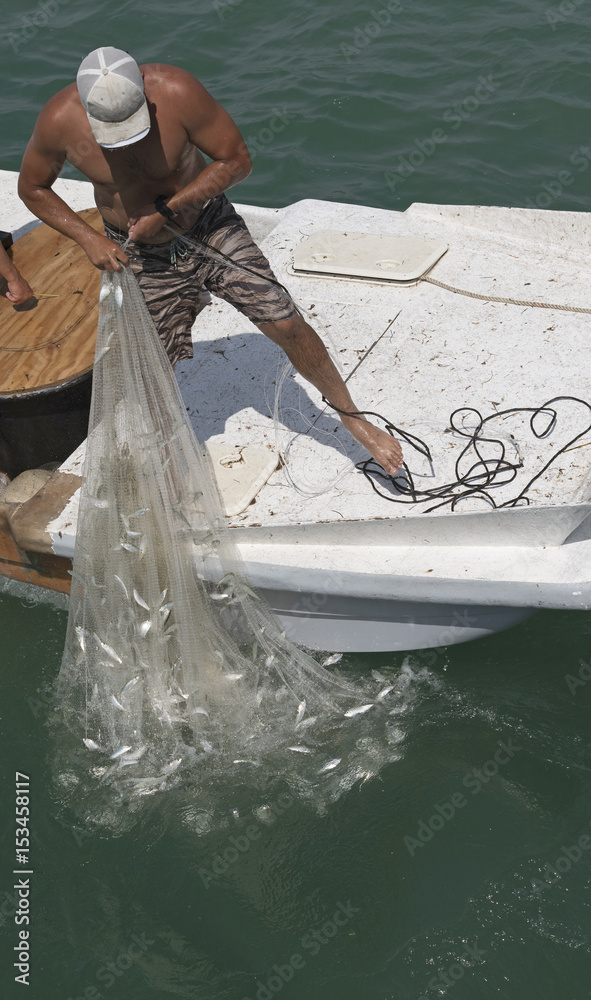 Fishing for bait using a cast net from a small boat on the Gulf of ...