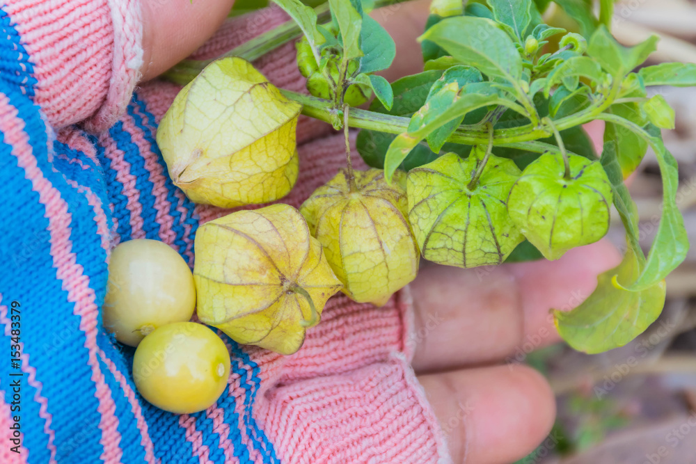 Photo Stock Soft blurred and soft focus local Cape Gooseberry,Ground ...