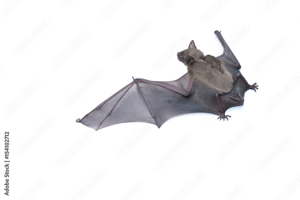 Bat spread the wings in side view on white background, close up studio ...
