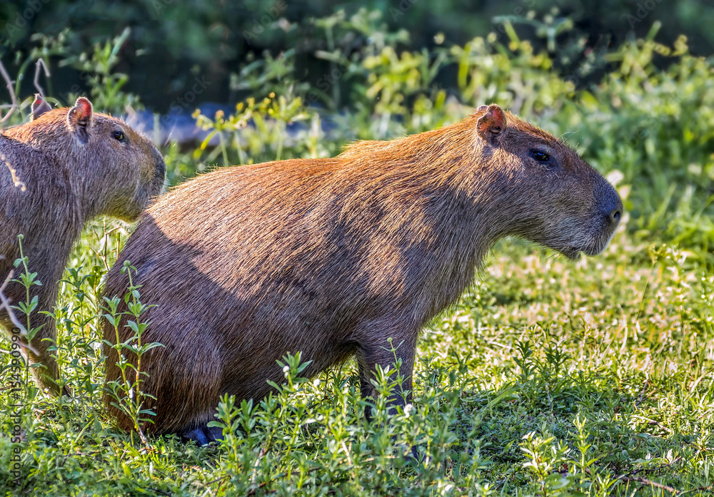 capybara is sitting in the grass- El Cedral, Los Llanos, Venezuela 素材庫 ...