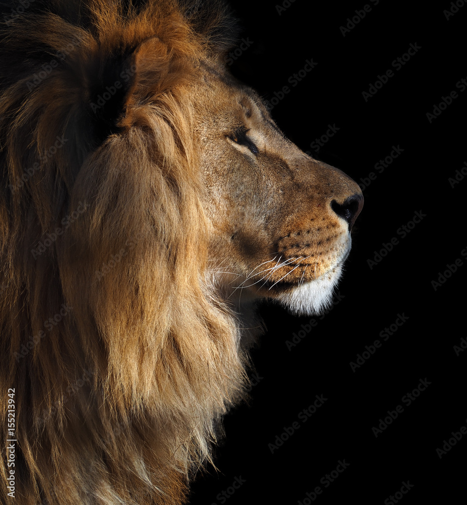 Lion's profile portrait view from right isolated at black Stock Photo ...
