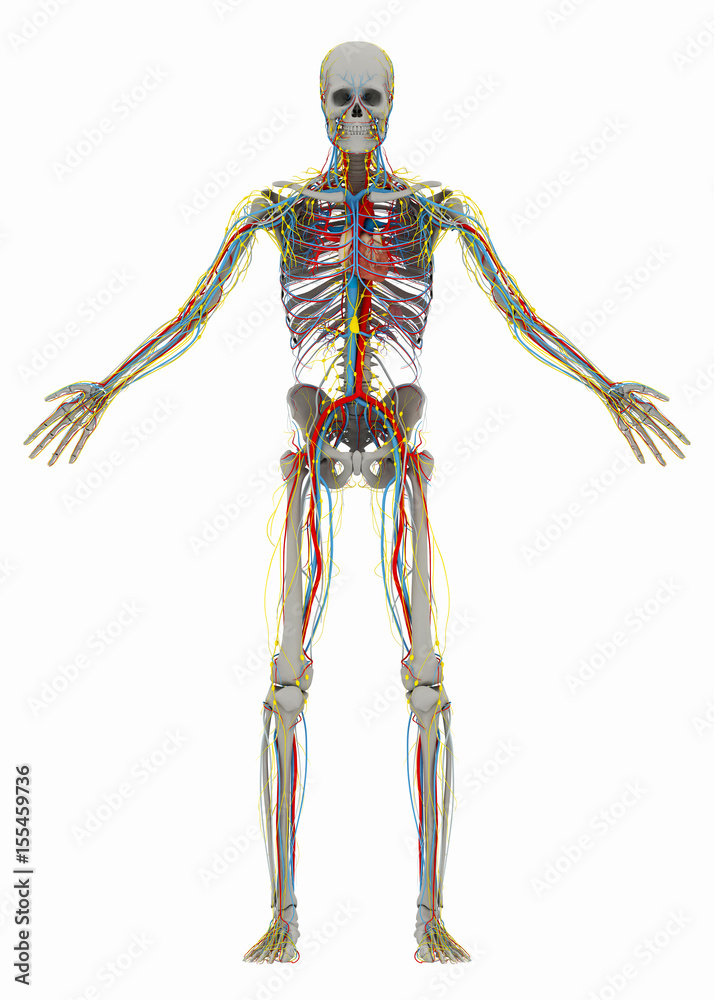 Illustration Stock Human's (male) skeleton without front side of thorax ...