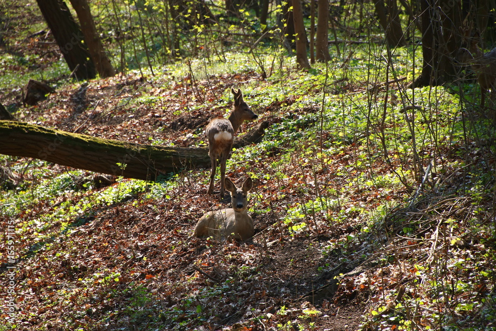Sarny w lesie obok jeziora i drzew Stock Photo | Adobe Stock