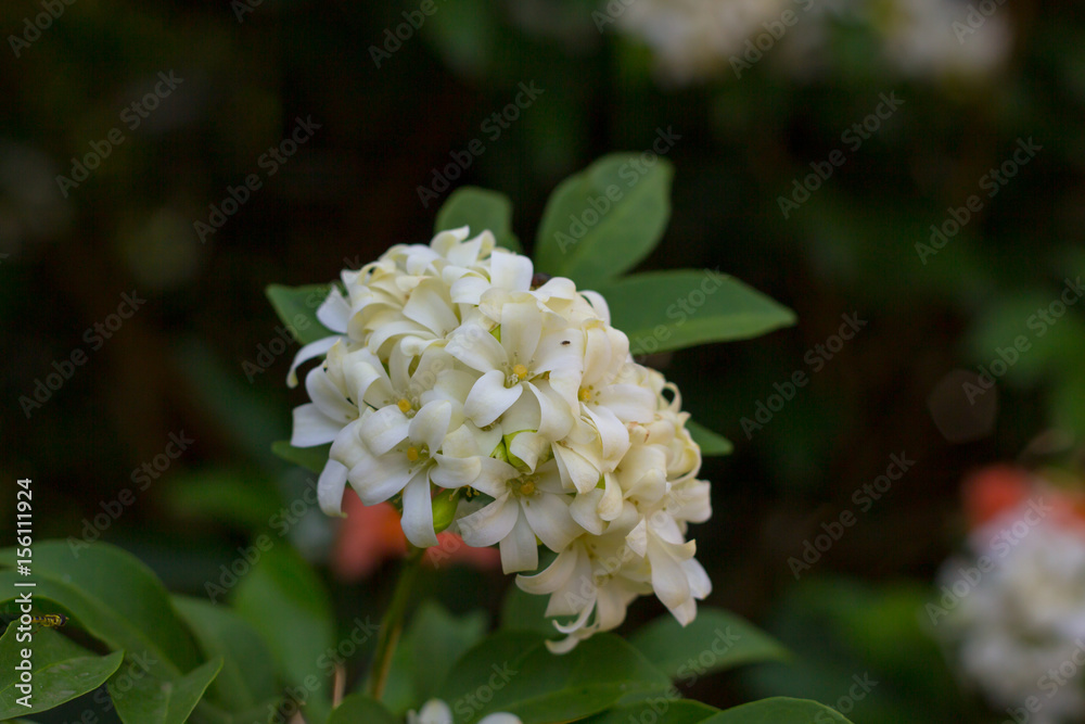 Saguita Is The National Flower Of The Philippines True False ...