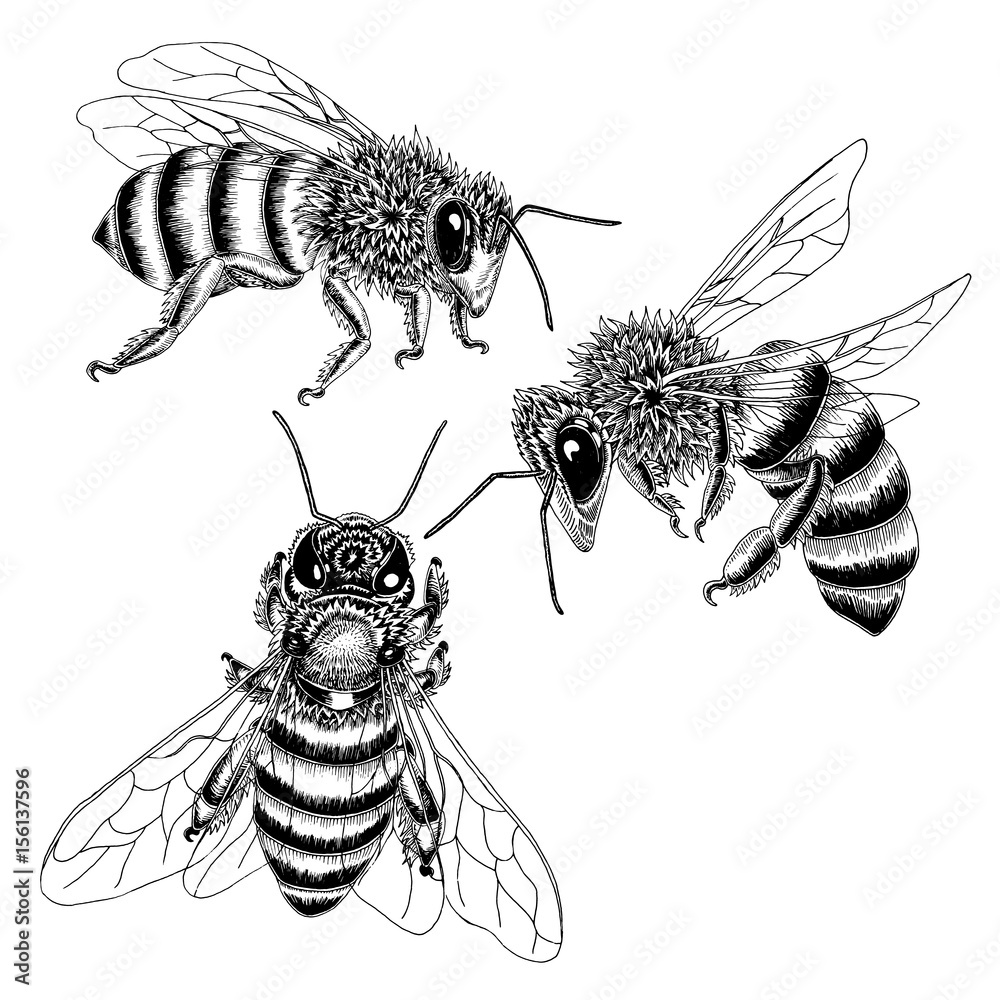Hand drawn bees sketch set in black and white. Vector illustration of ...
