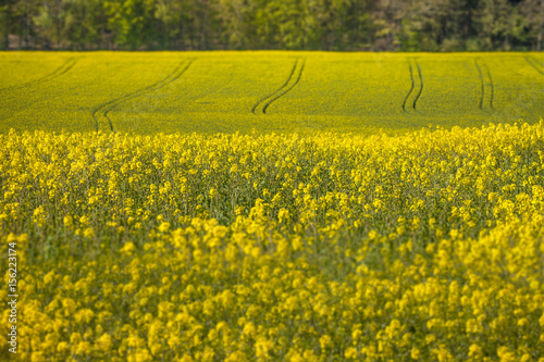 Raps Biodiesel Monokultur Konzept Symbolbild Unschärfe – kaufen Sie ...