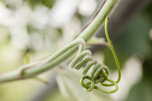 Tendrils Of A Climber Free Stock Photo - Public Domain Pictures