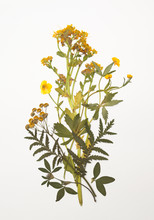 Cress Flower Blossom Vintage Free Stock Photo - Public Domain Pictures