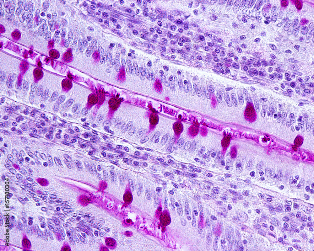 Goblet cells. Small intestine epithelium Stock Photo | Adobe Stock