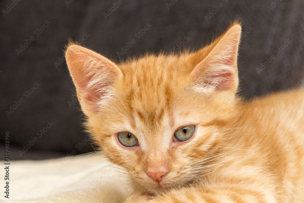 Stock-Foto „rote Babykatze“ | Adobe Stock