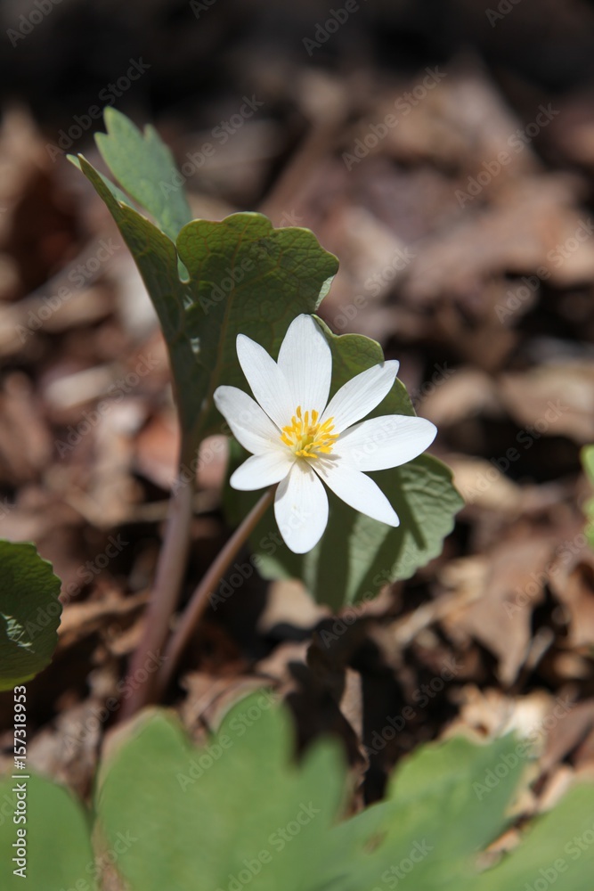 Bloodroot leaf (Sanguinaria canadensis), wildflower. The native people ...