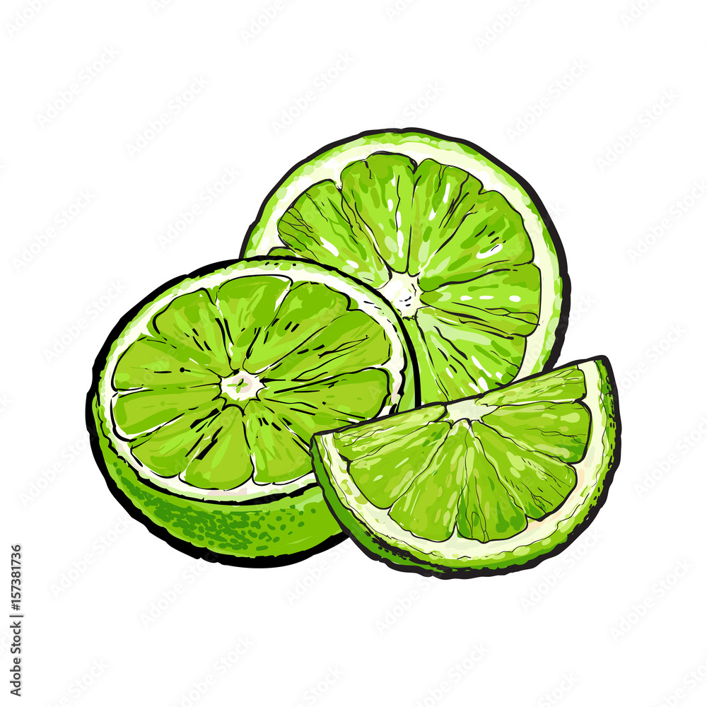 Unpeeled green lime halves and pieces, hand drawn sketch style vector ...