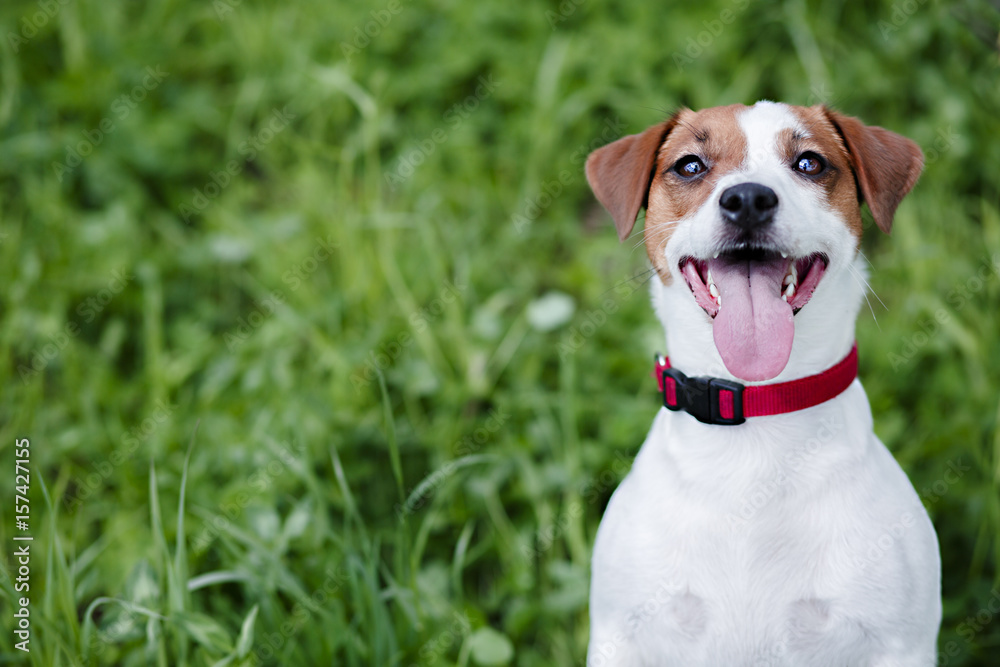 Jack Russel Summer portrait Stock Photo | Adobe Stock