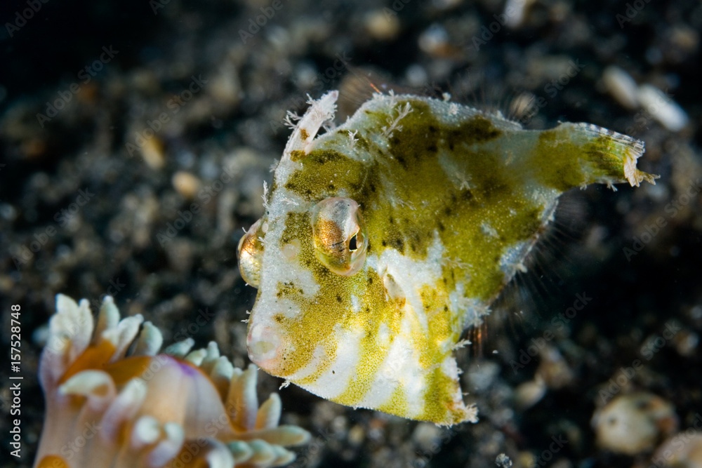 Stock-Foto „File Fish“ | Adobe Stock