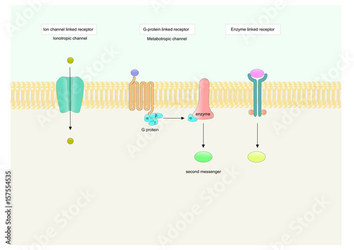 maini types of cell receptors (trans membrane receptors) Stock Vector ...