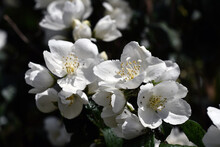 Seringa Tree Free Stock Photo - Public Domain Pictures