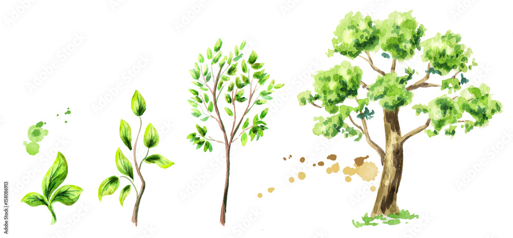 Growth and development. Watercolor illustration Stock Illustration ...