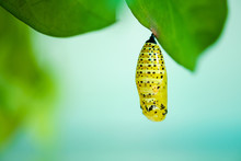 Chrysalis Free Stock Photo - Public Domain Pictures