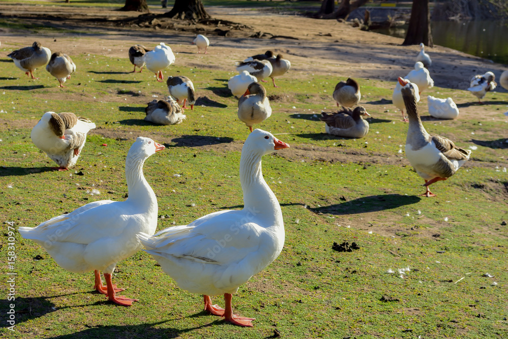 ganso doméstico, anser domesticus, oca, ganzo Stock Photo | Adobe Stock