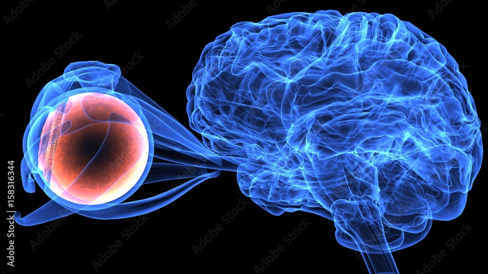 3d illustration of human body brain and eye anatomy Stock Illustration ...