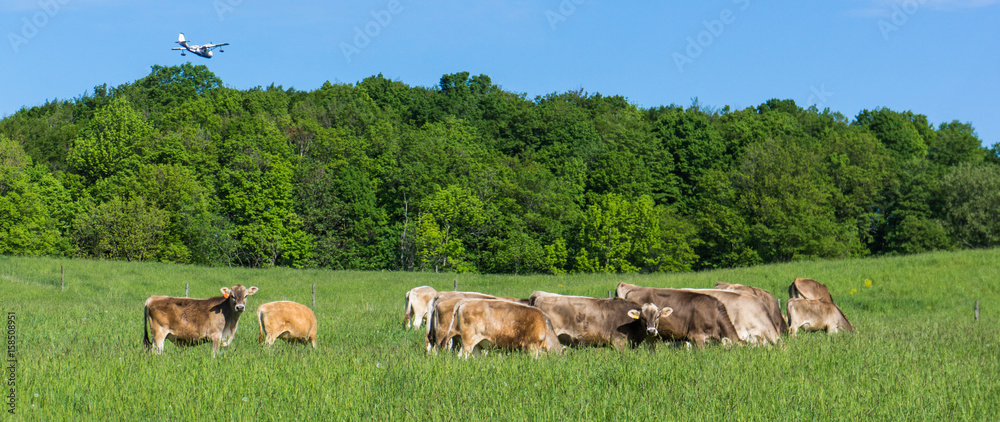 small airplane flying over field with Brown Swiss cattle,otherwise ...