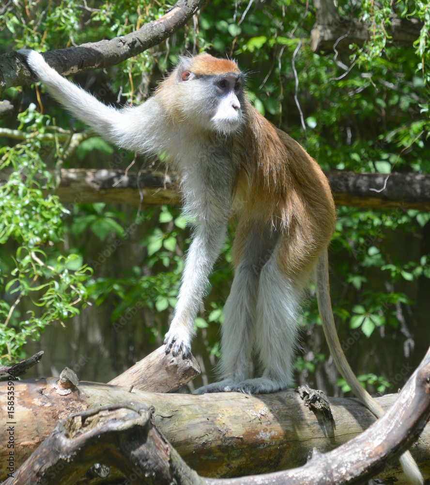 Photo Stock The patas monkey (Erythrocebus patas), also known as the ...