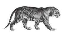 Tiger Vintage Illustration Free Stock Photo - Public Domain Pictures