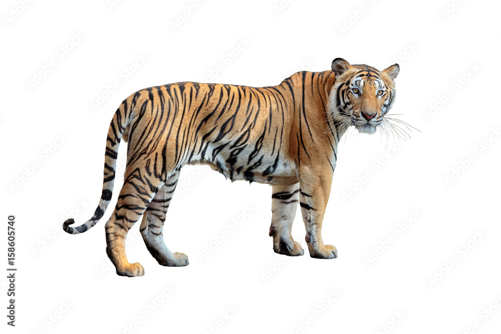 tiger isolated on white background. Stock Photo | Adobe Stock