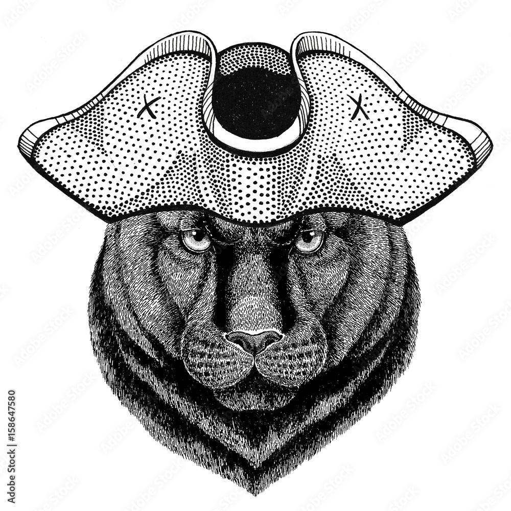 Panther Puma Cougar Wild cat wearing pirate hat Cocked hat, tricorn ...