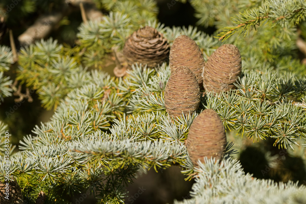 Big pine cones of Cedar Of Lebanon, evergreen conifer tree growing in ...