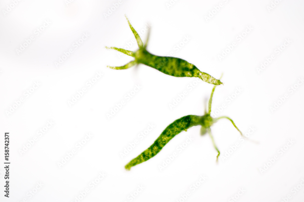 Hydra is a genus of small, fresh-water animals of the phylum Cnidaria ...