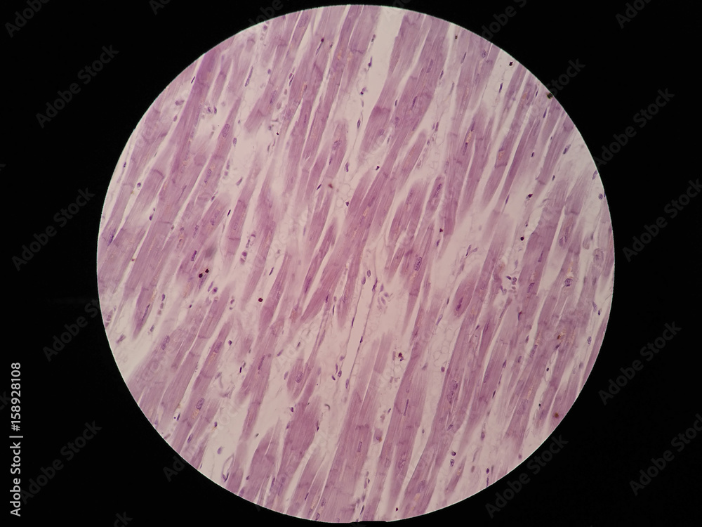 Histology of cardiac muscle under microscope view Stock Photo | Adobe Stock