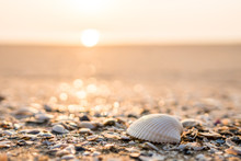 Shell Beach Free Stock Photo - Public Domain Pictures