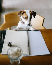 Dog Note Paper Free Stock Photo - Public Domain Pictures