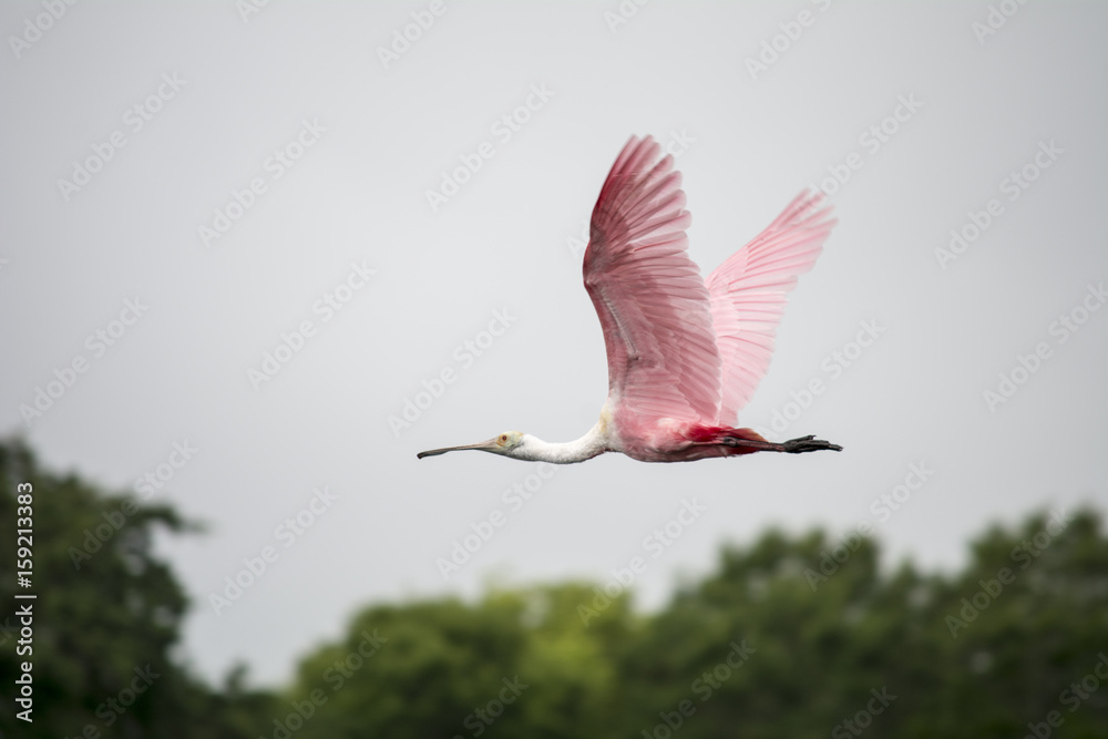 Roseate spoonbill bird flying Stock Photo | Adobe Stock