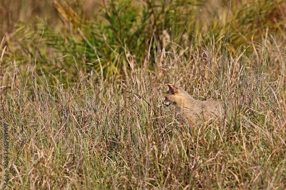 Beautiful jungle cat in the nature habitat in India. Very rare indian ...