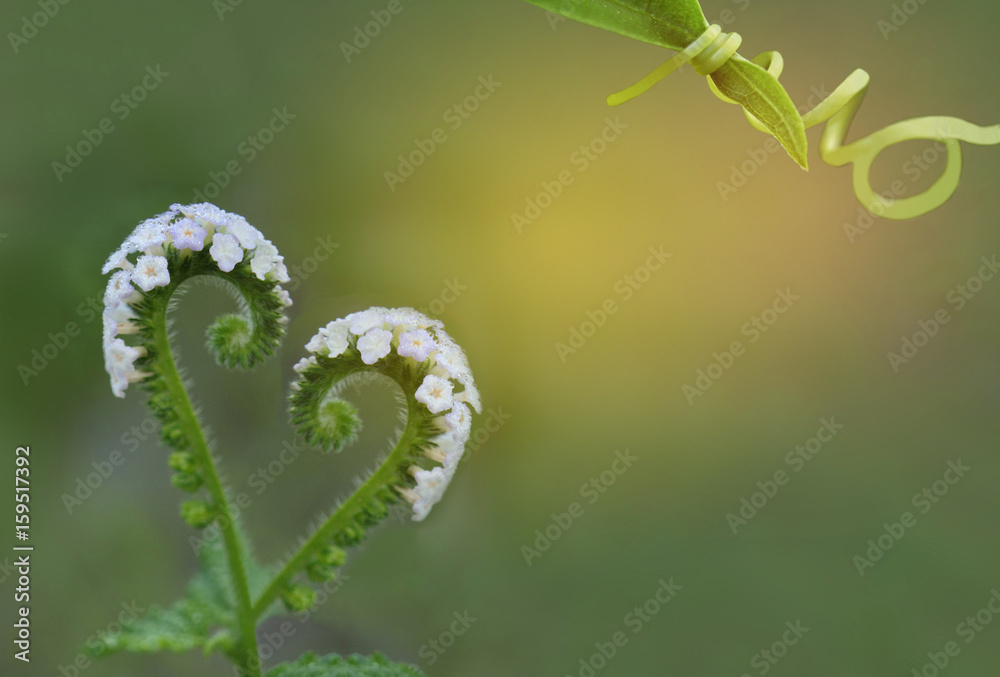 Soft blurred and soft focus of Alacransillo, Eye bright, Indian ...