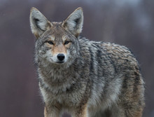 Coyote Portrait Free Stock Photo - Public Domain Pictures