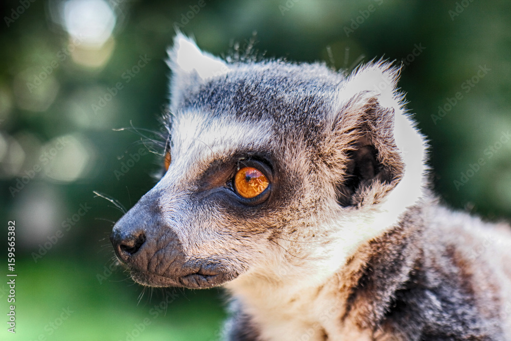 lemur monkey Stock Photo | Adobe Stock