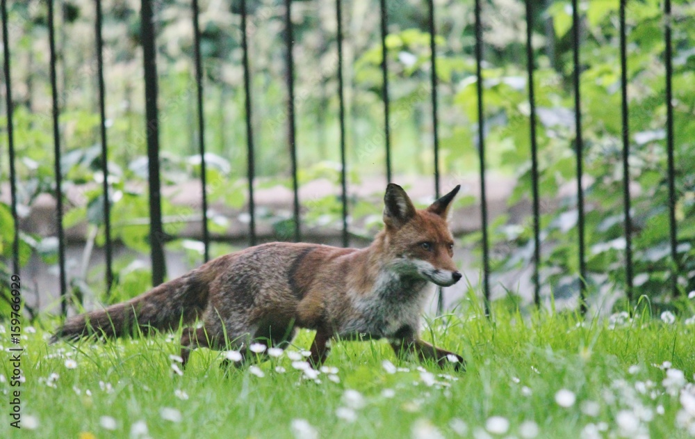 fox hunt running away chase field grass daisy background copy space ...