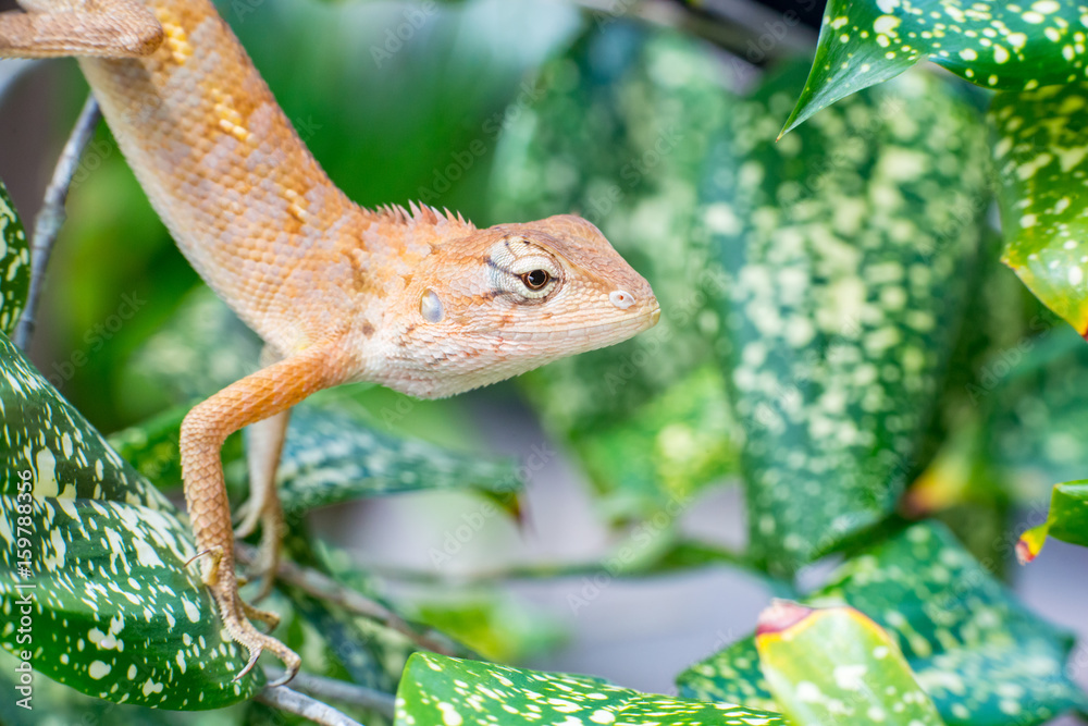 Стоковое фото «Female Oriental garden lizard (chordata: Sarcopterygii ...